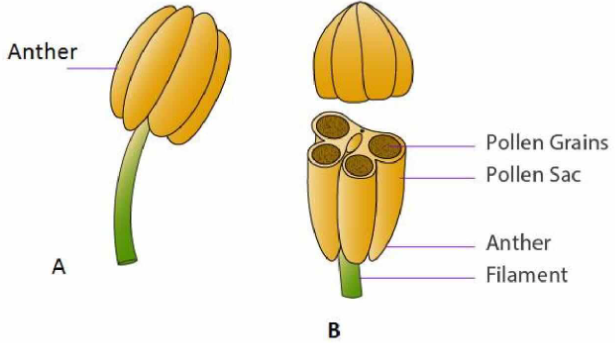 Selina Concise Ch 4 The Flower ICSE Solutions Class 9 Biology