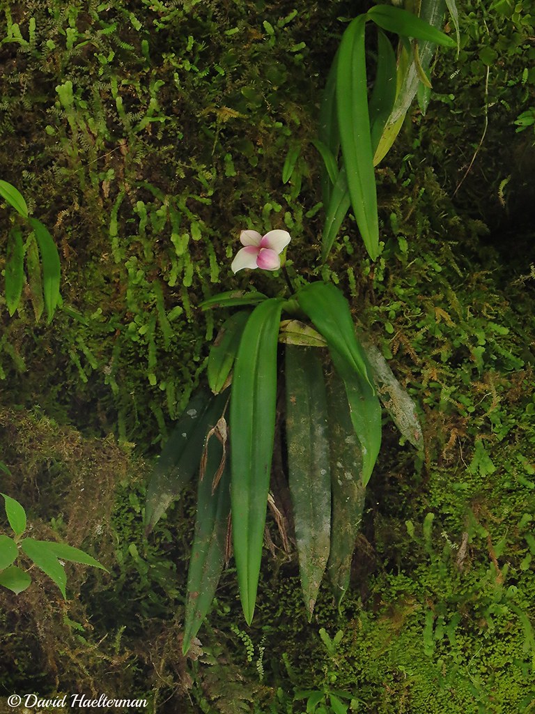 Phragmipedium orchid care and culture | Travaldo's blog