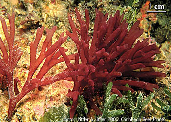 Biología: Algas Rojas como Biocombustible.