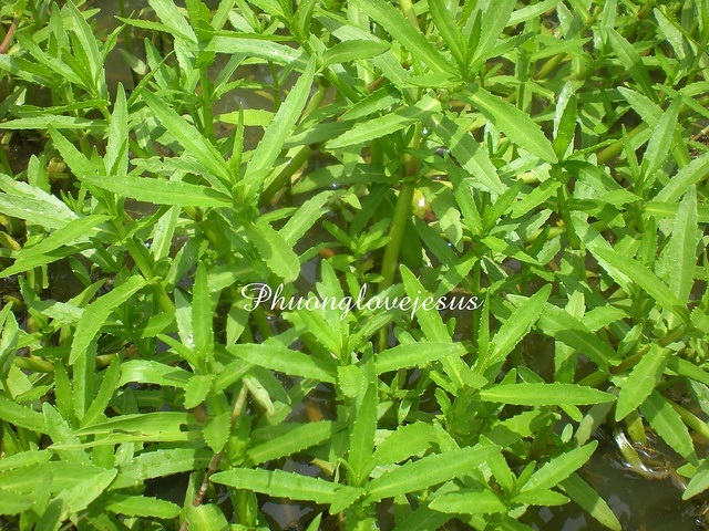 আমাদের খাদ্য, স্বাস্থ্য ও বিনোদন ৷ Daily Food, Health & Entertainment.