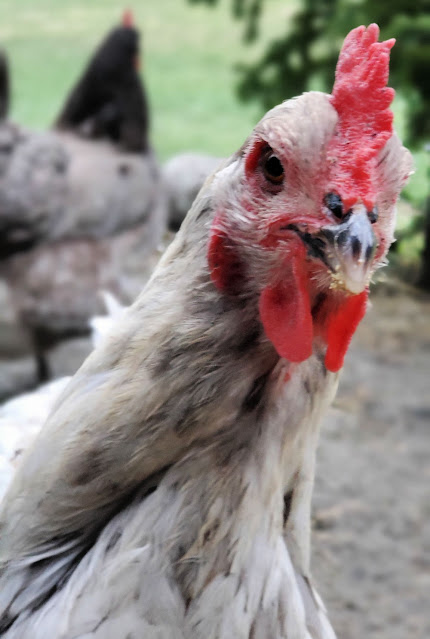 What Can my Chickens Comb Color Tell Me? - Fresh Eggs Daily® with Lisa ...