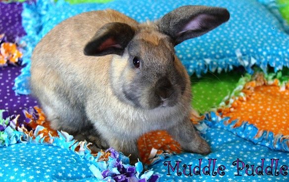 Muddle Puddle: WOW! .........haven't blogged for 6months