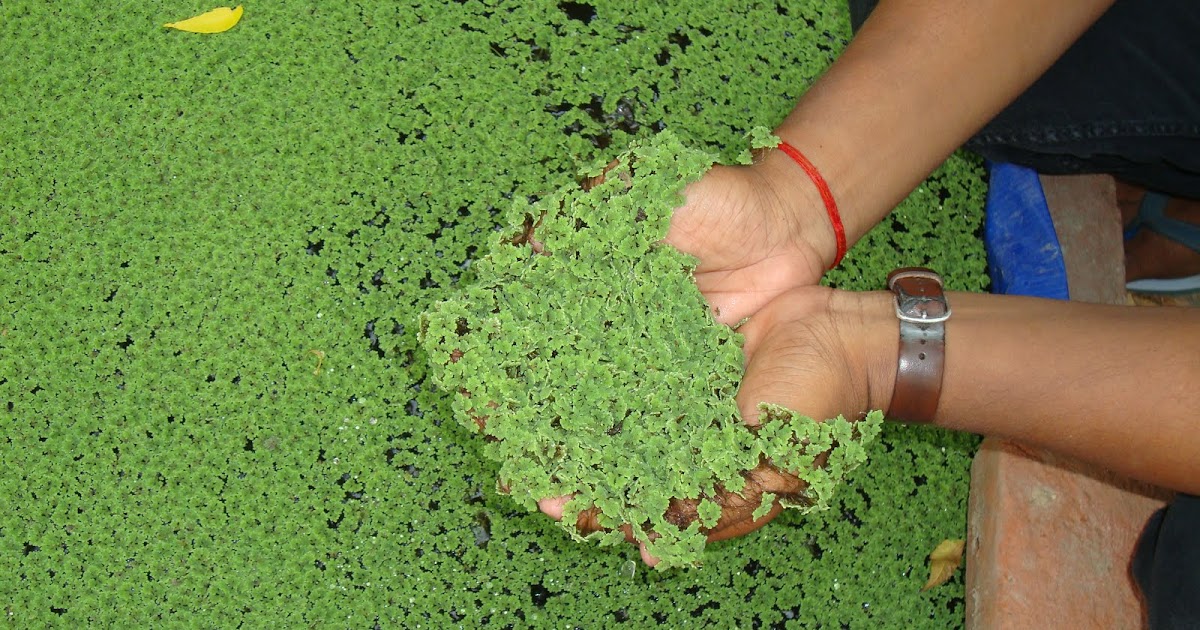 Azolla Farming Srilanka - (අසොලා සත්ව ආහාර): How to grow Azolla in ...