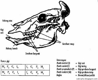 Blog Radya Safitri: ANATOMI ORGAN PENCERNAAN PADA TERNAK (KERBAU)