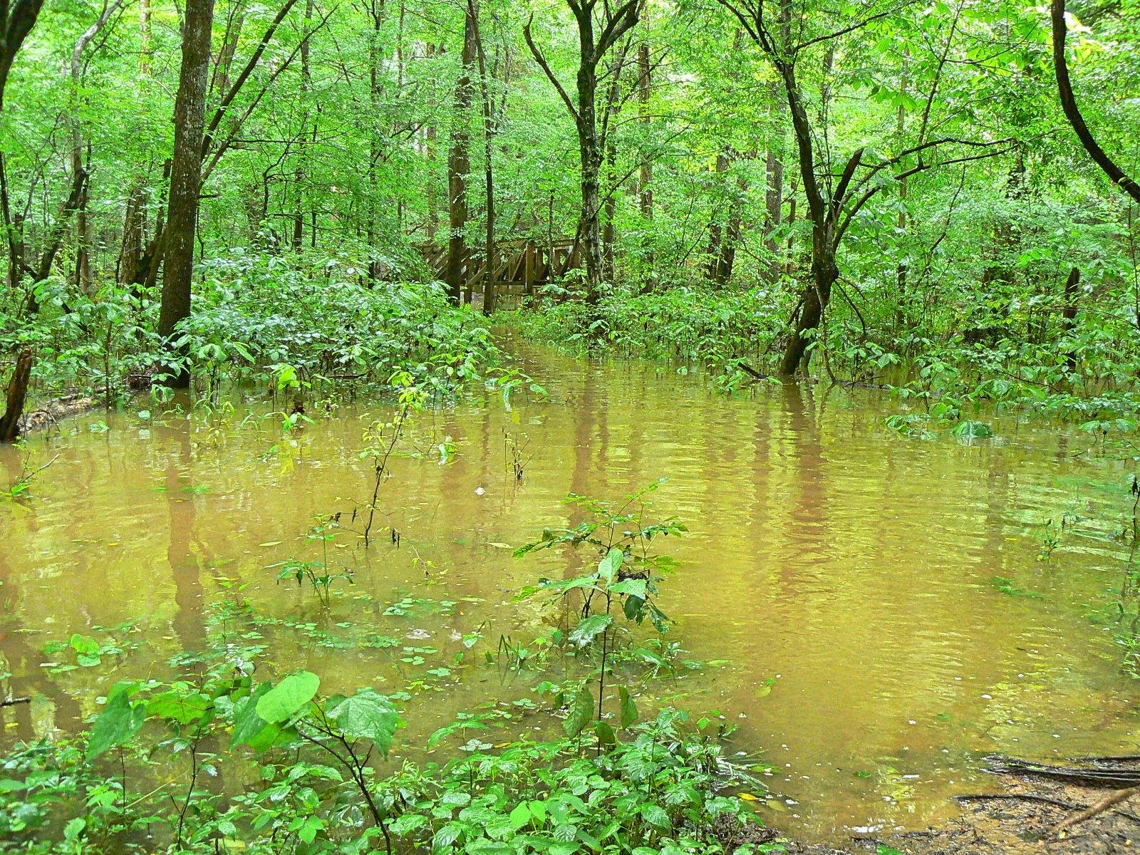 Shallow Ford Natural Area