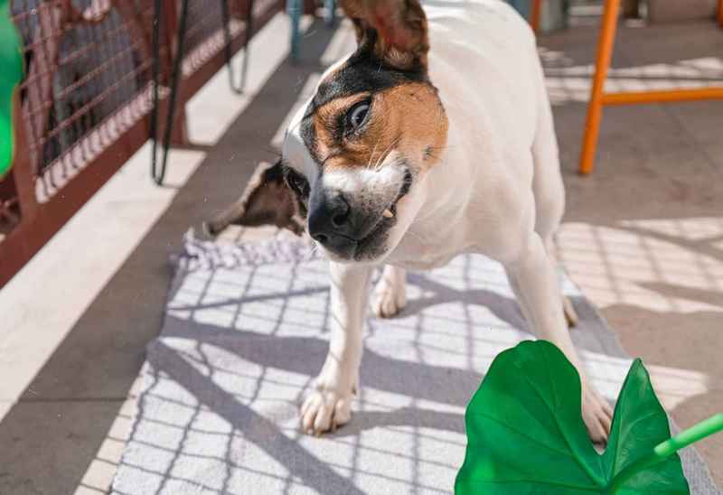 Why is My Dog Shaking, Shivering, and Trembling?