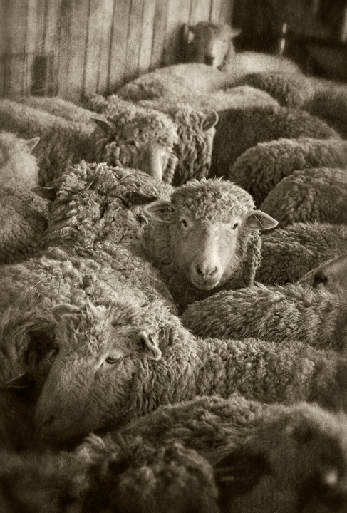 Dan Routh Photography: Shearing Week 2012 at Rising Meadow