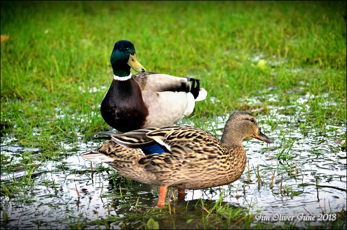 Jim Oliver's Oregon Landscape Images: Oregon Wild Life