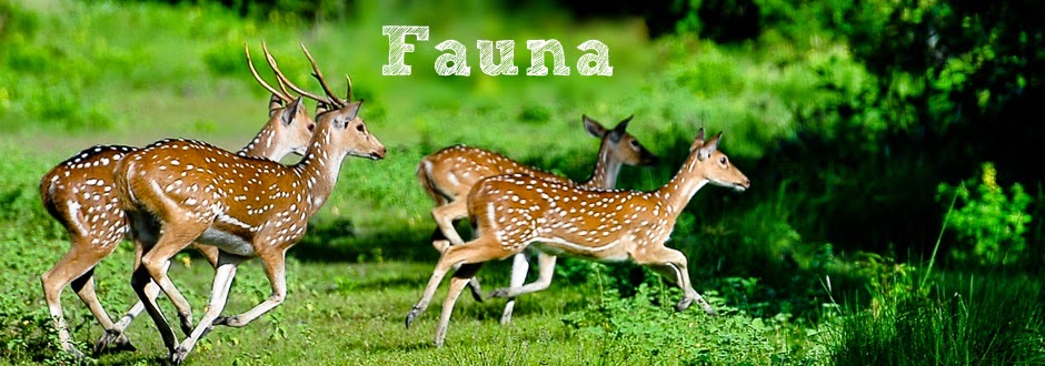 The Sundarban Of Bangladesh: Fauna of the Sundarbans