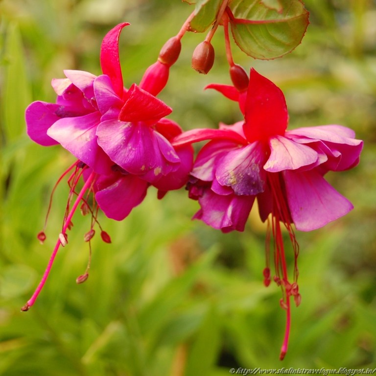 Travel Memoirs: Ooty - Flowers - III