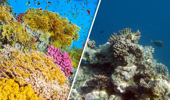 Megan's Workspace: Guided Reflection - Chasing Coral