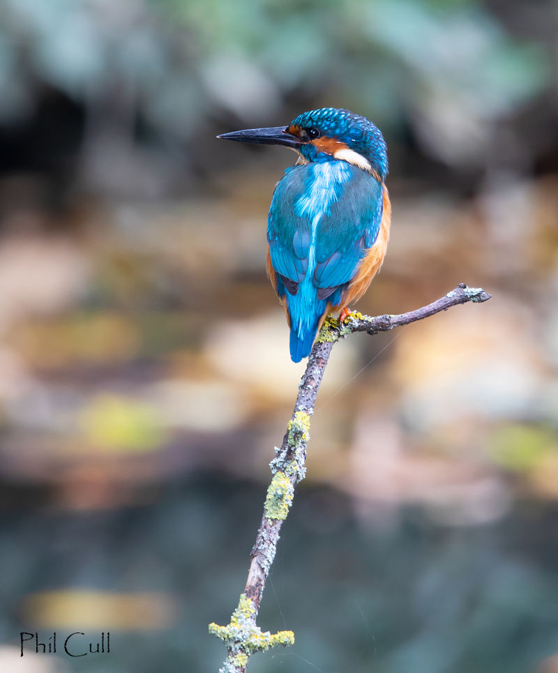 Phil Cull Wildlife Photography: 2020