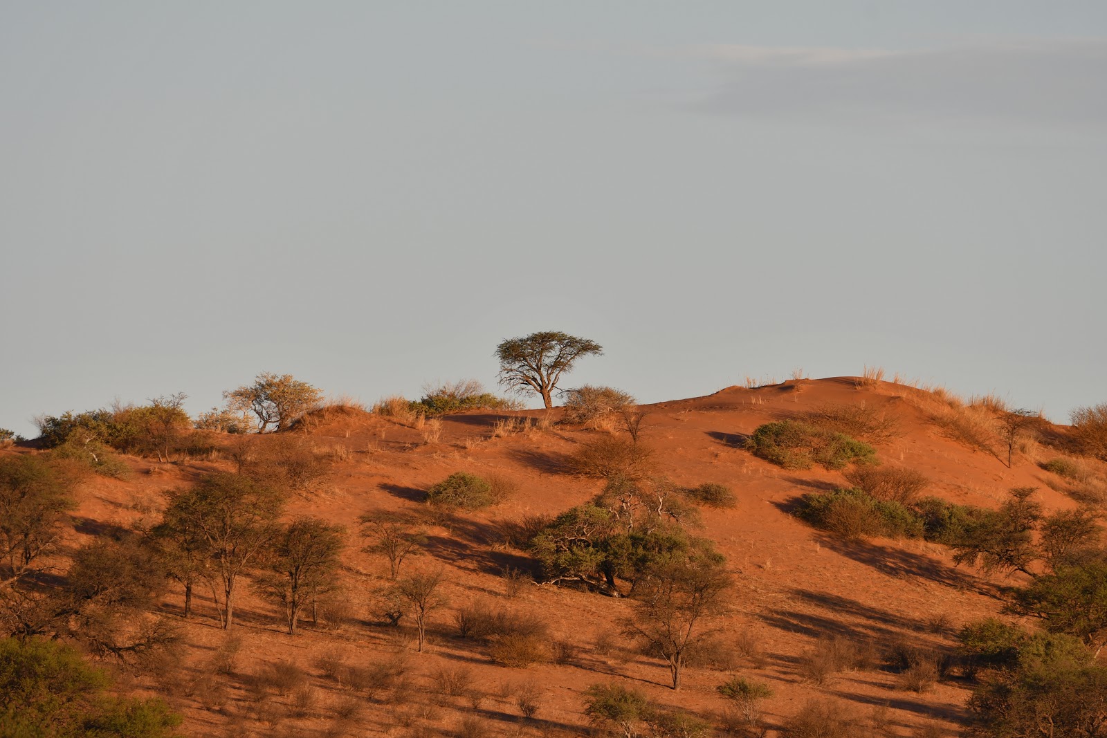 A day in the life: My Kalahari Adventure #1