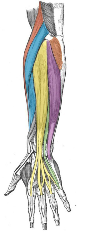 Les Muscles du prehension (Myologie de la main)