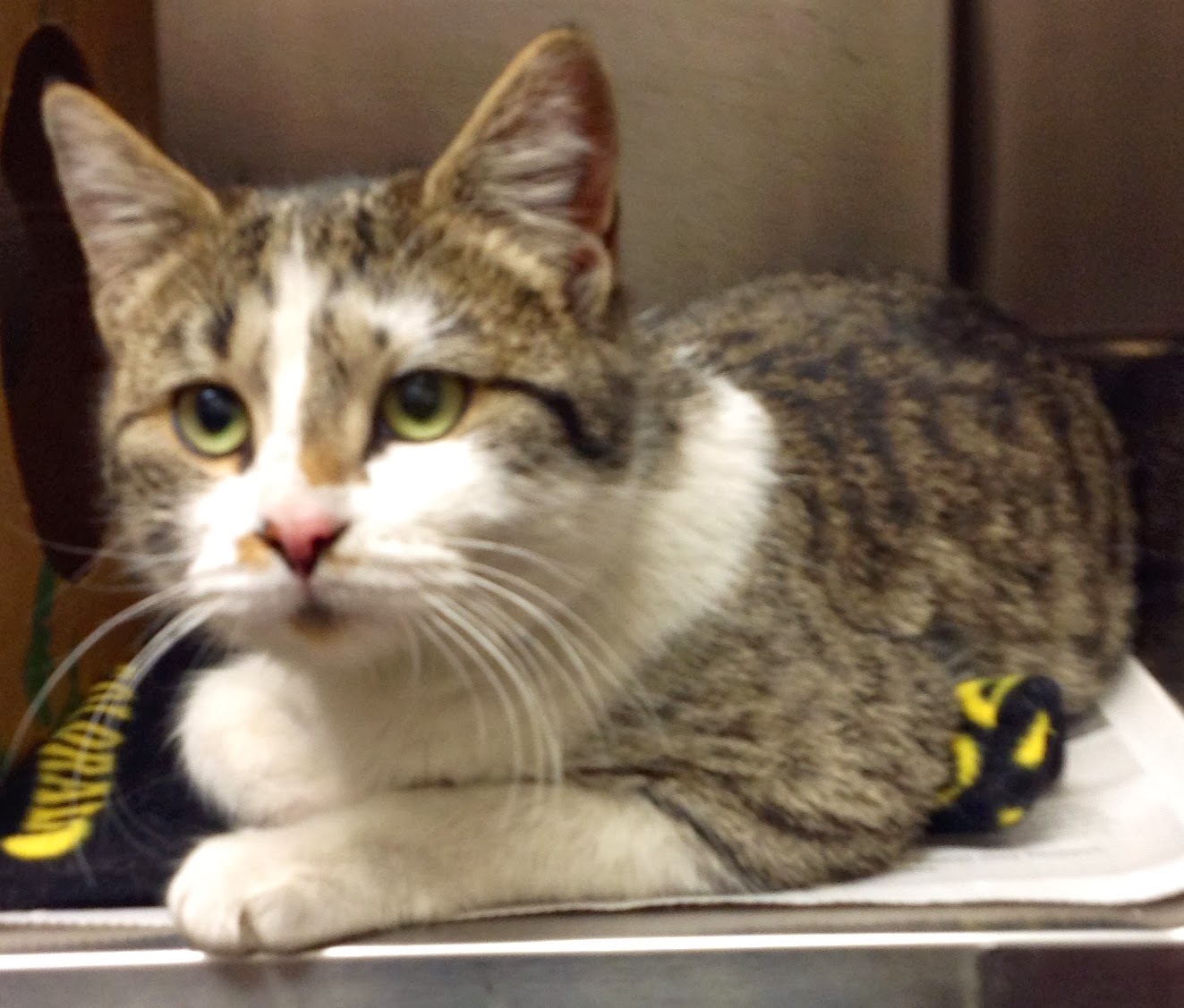 Dsh Cat Breed - Cat Lover | Cat Training