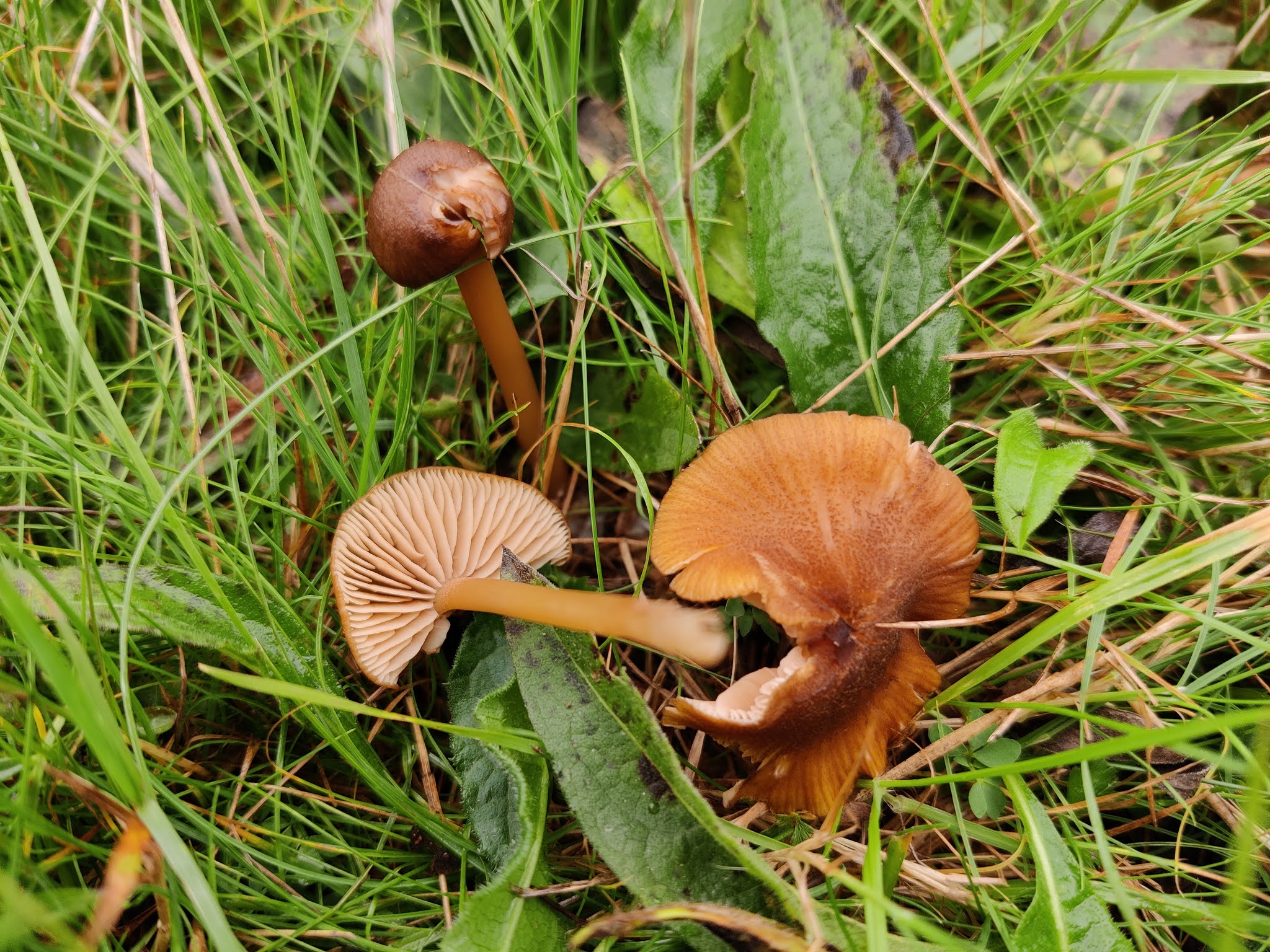Misidentifying Fungi: Entoloma Challenge