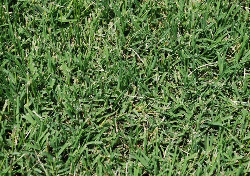 CO-Horts: Dog Tuff Grass: A New Turf Species?