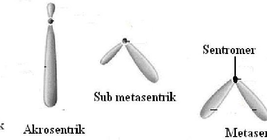 Swingin' SoUnds: Pembahasan Modul Biologi (2)