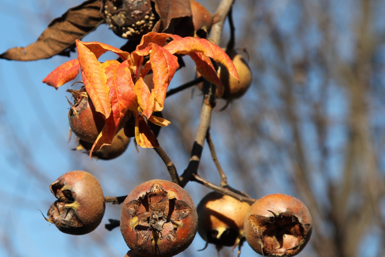 TravelMarx: Mespilus germanica – Medlar Apple