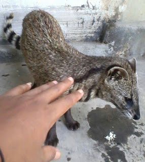 Cara Menjinakkan Musang Rase