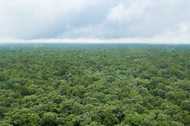 Essay on forest and mountains of Nepal