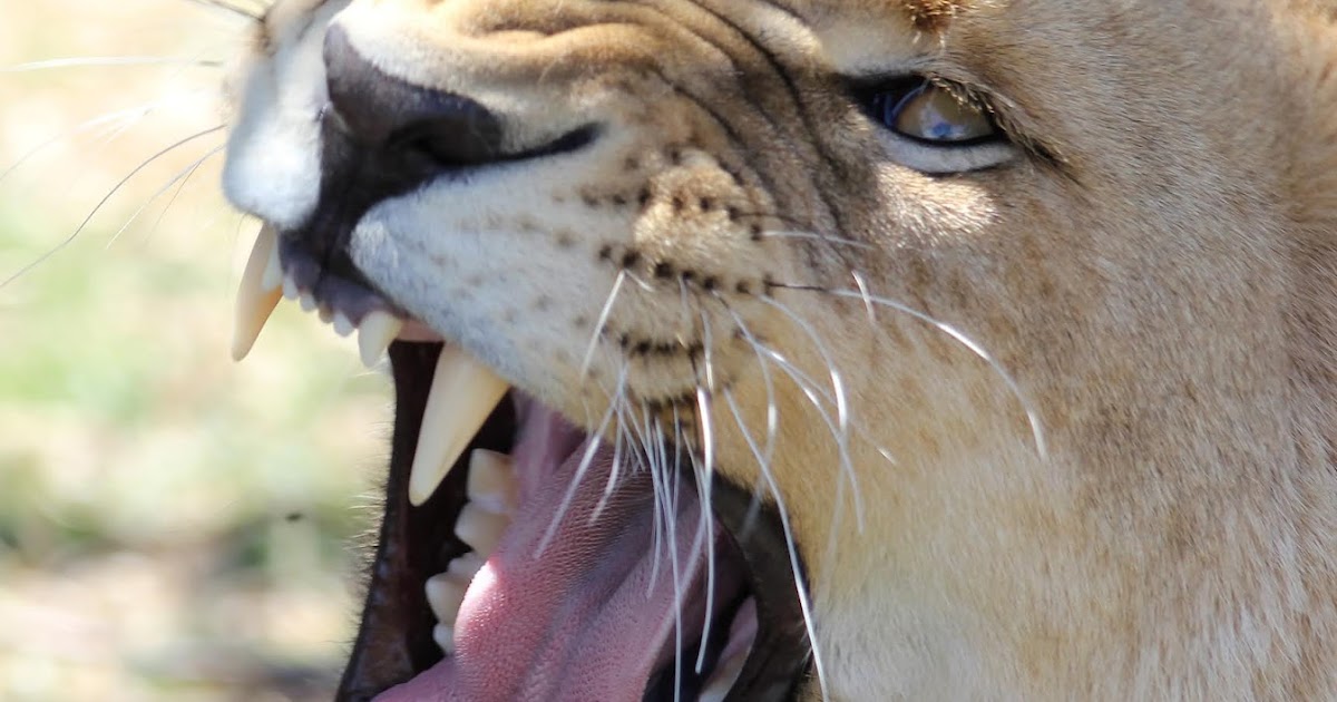 LOVE LIONS ALIVE by Andi Rive