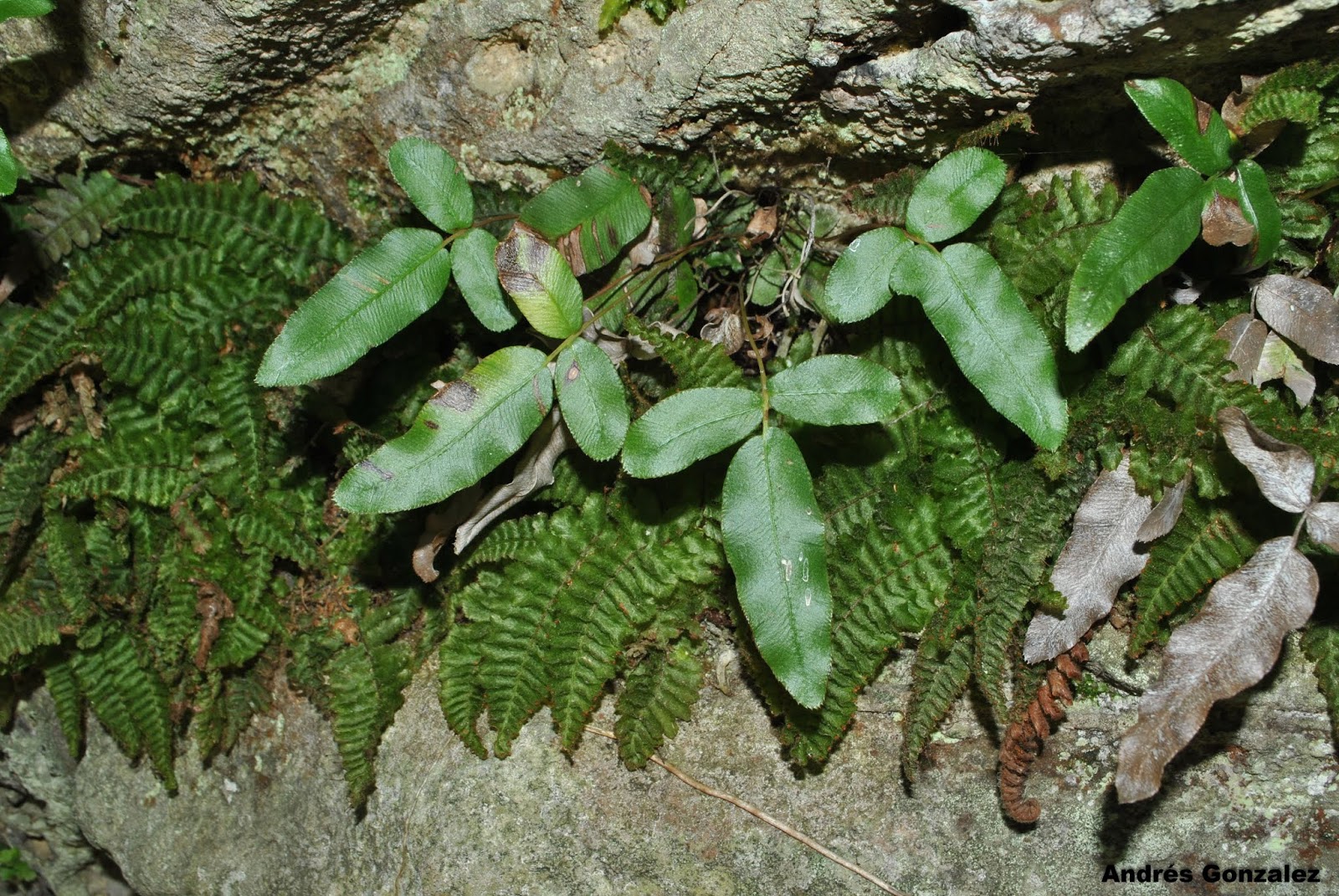 FOTOS DE FLORA NATIVA Y ADVENTICIAS DE URUGUAY : Parablechnum cordatum ...