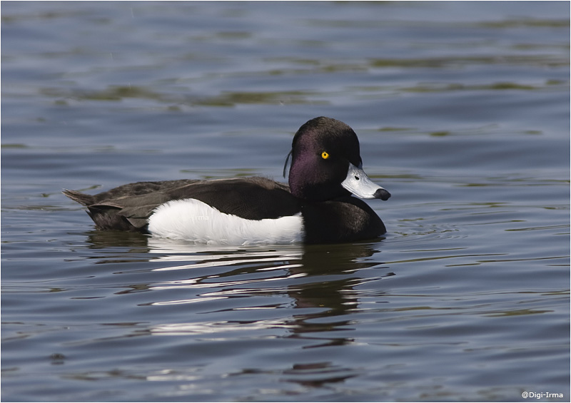 Irma's Natuurbeleving: Kuifeend / Aythya fuligula