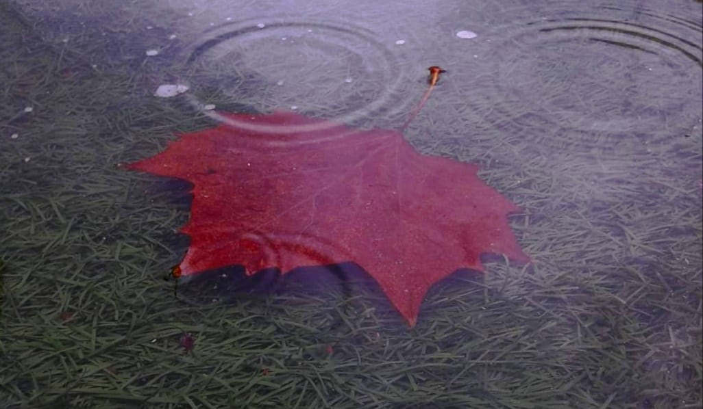 Rain: contagium vivum fluidum