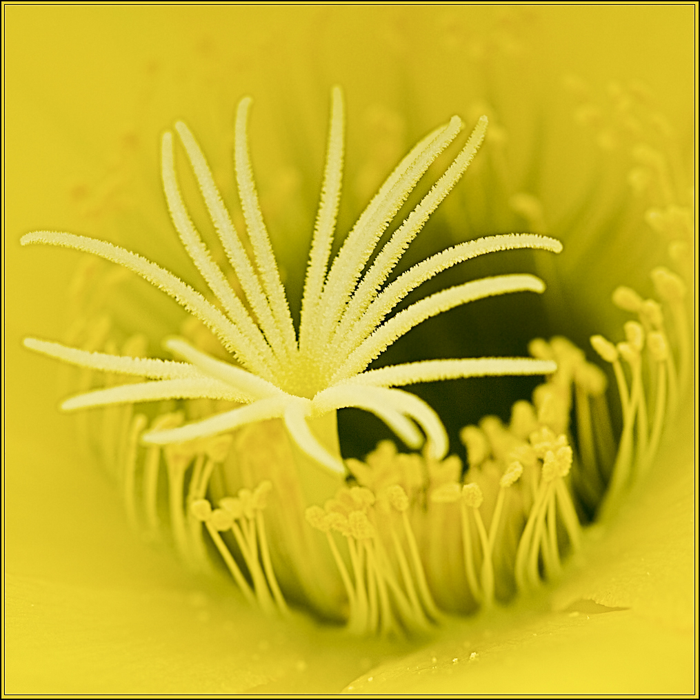 School Of Digital Photography: Advanced Flower Photography Tips