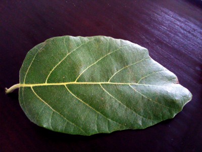 Ciricote o K'oopte - BLOG YUCATÁN