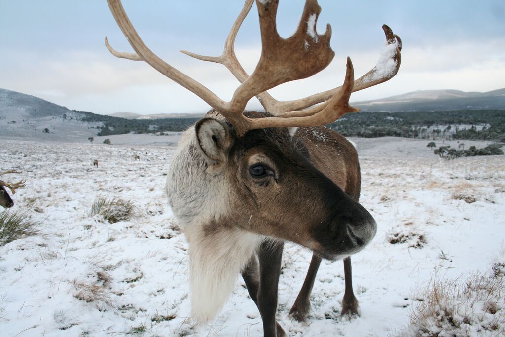 Top 20 Beutiful Animal Reindeer hd wallpapers - Download Free Hd Wallpapers