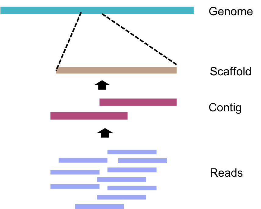 Genome assembly 에서 N50 이란? 어떻게 유전체 어셈블리가 잘되었는지 확인할까?