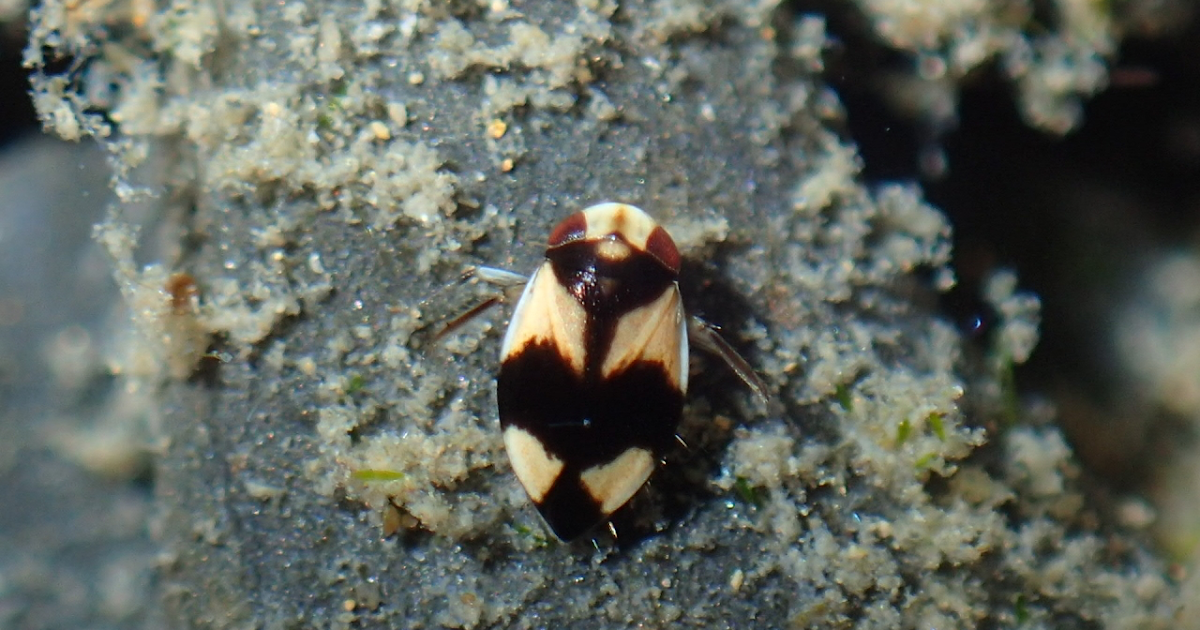 しみじみ牙蟲: アマミコチビミズムシ Micronecta japonica Chen, 1960