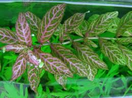 TANAMAN LOW LIGHT ~ AQUASCAPE BOGOR