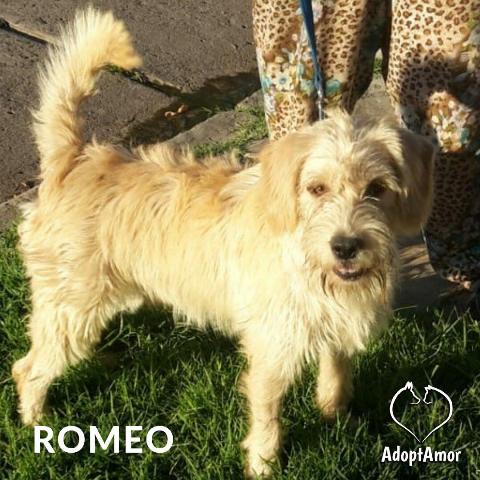 Adoptándonos: Romeo, hermoso cachorrón barbincho de color crema y ...