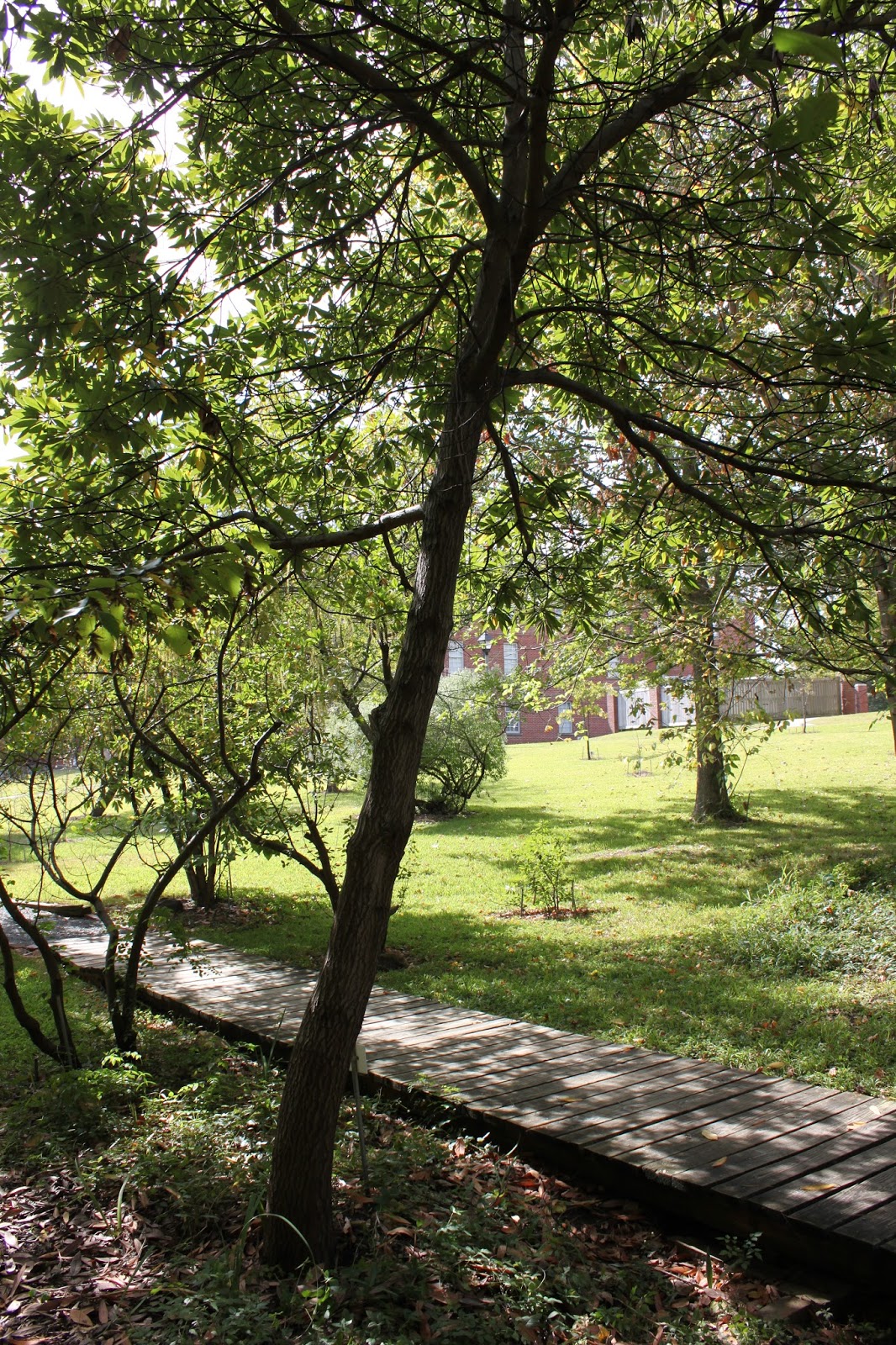 Centenary College Arboretum: Tree of the Week: Red Bay (Persea borbonia)