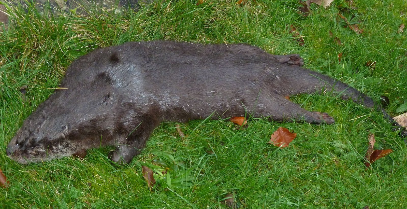 Eleanor Ludgate Blog Spot: Dead Otter