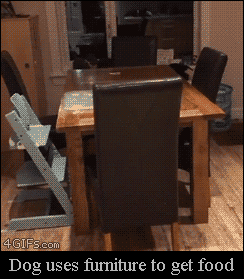 Funny animal gifs - part 263 (10 gifs) | Amazing Creatures