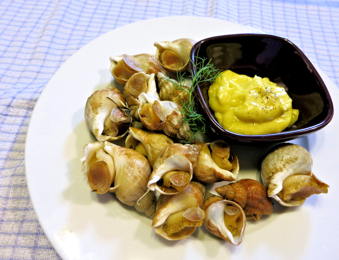 S.O.S. Grisbiche: Des bulots peinards, des calamars qui perdent la tête