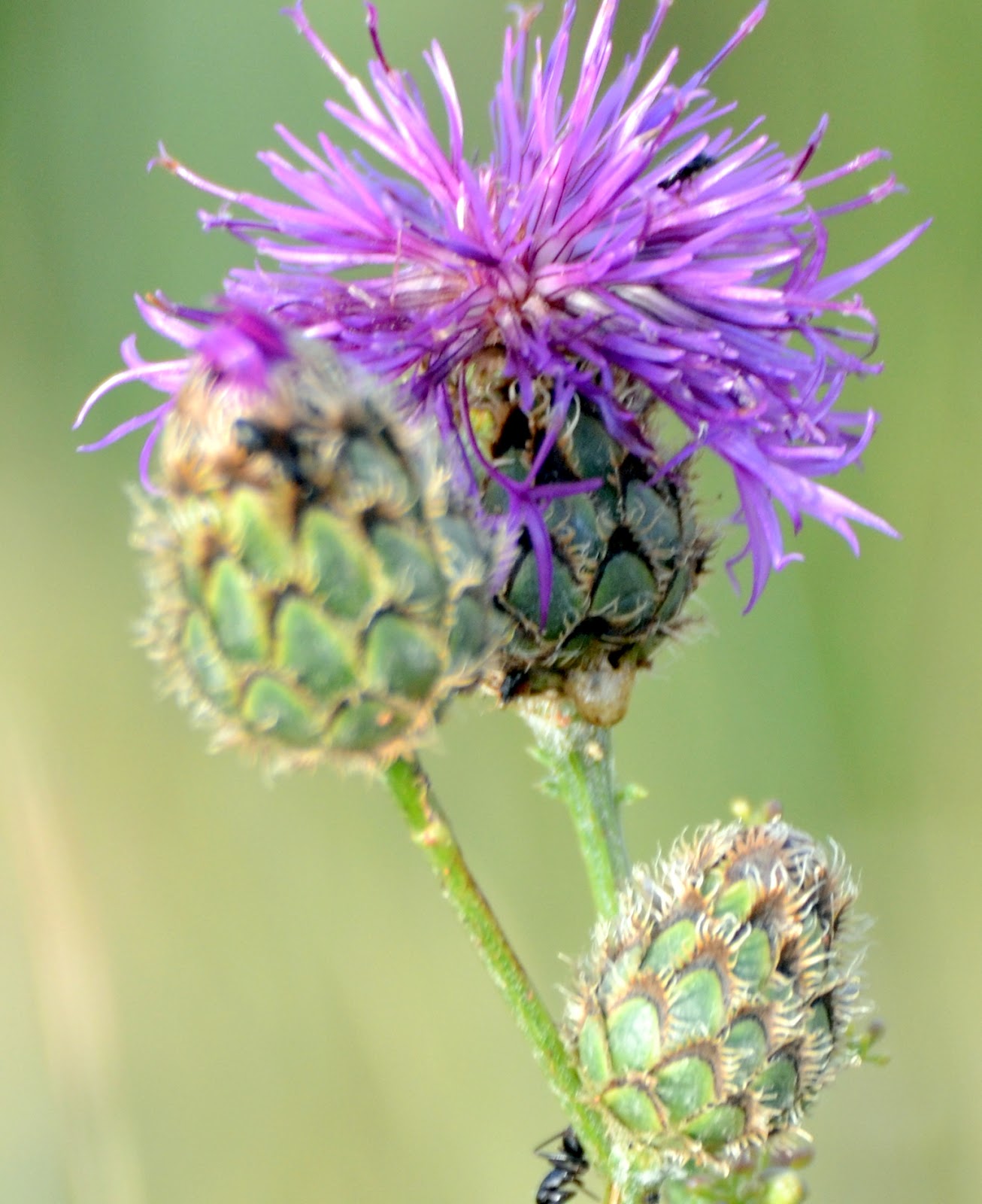 EN EL MONCAYO: Centaurea Mayor (Centaurea scabiosa)