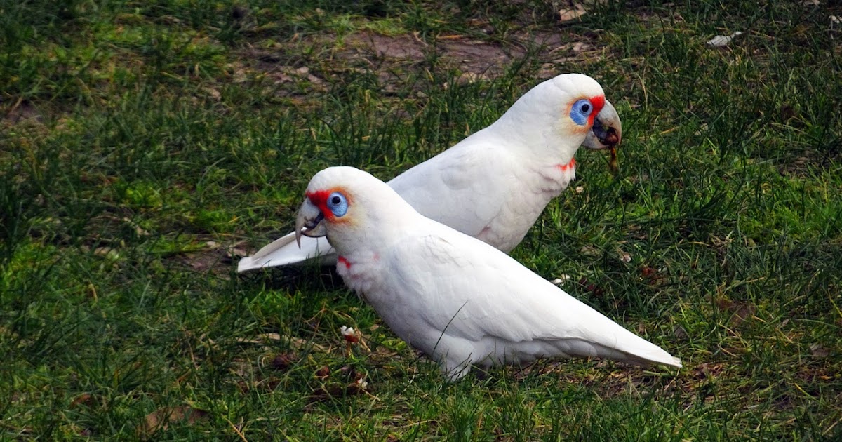 NixPixMix: CORELLA