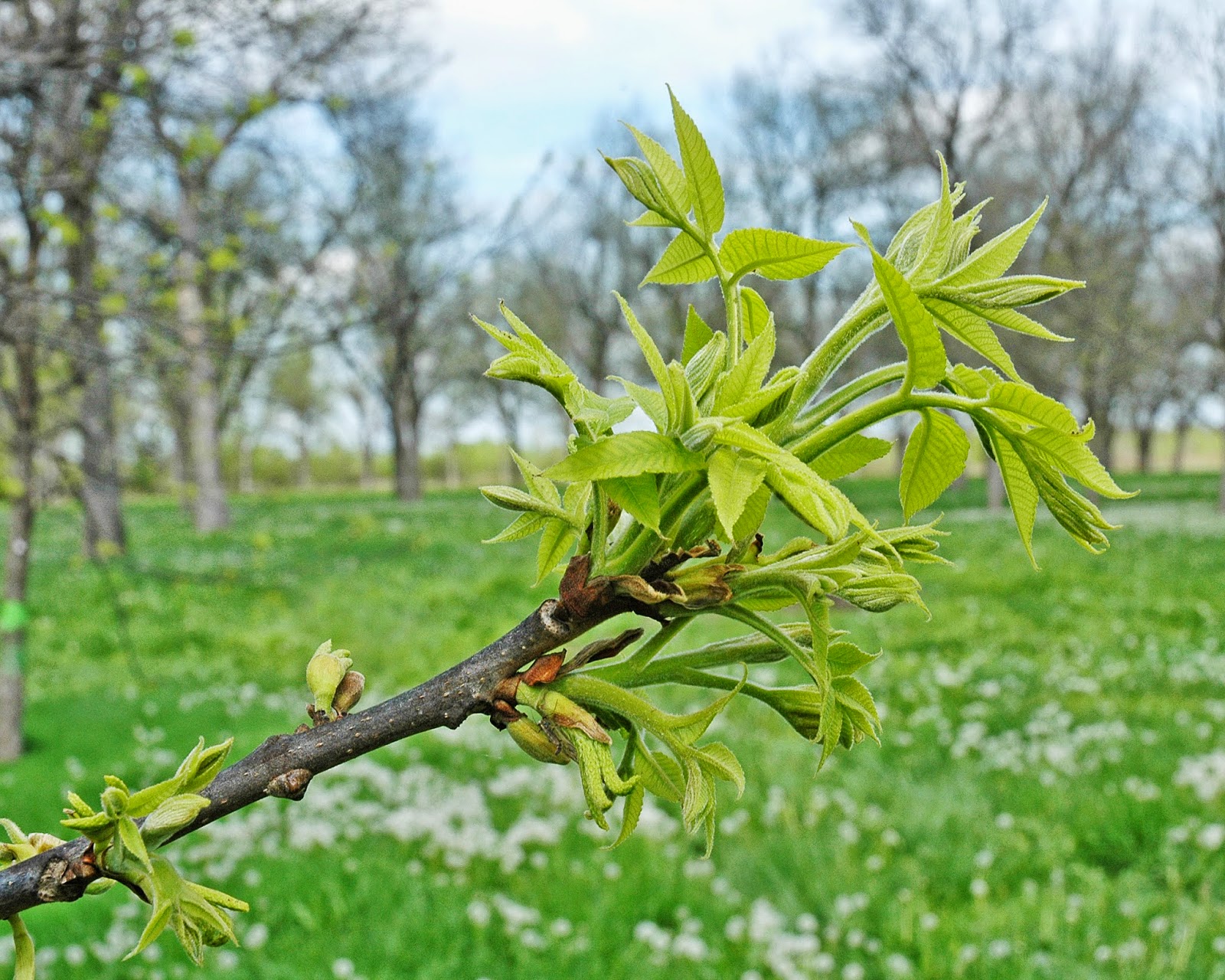 Northern Pecans: Bud break timing differs between mature and seedling trees