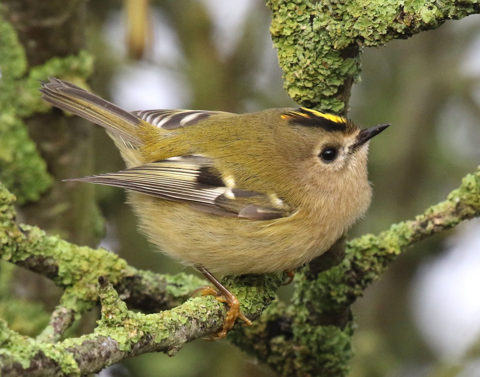 Birding with Flowers: Self Isolating, Species 6 - Goldcrest