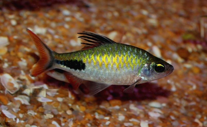 Colorful Barbs for large community aquarium