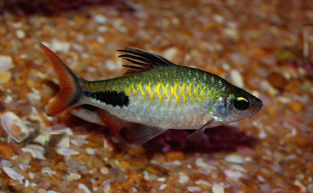 Colorful Barbs for large community aquarium
