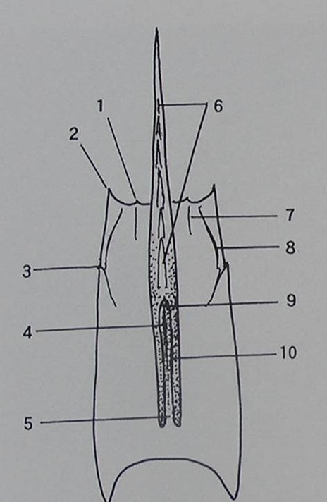 \ Morfologi dan Anatomi Eksternal Udang