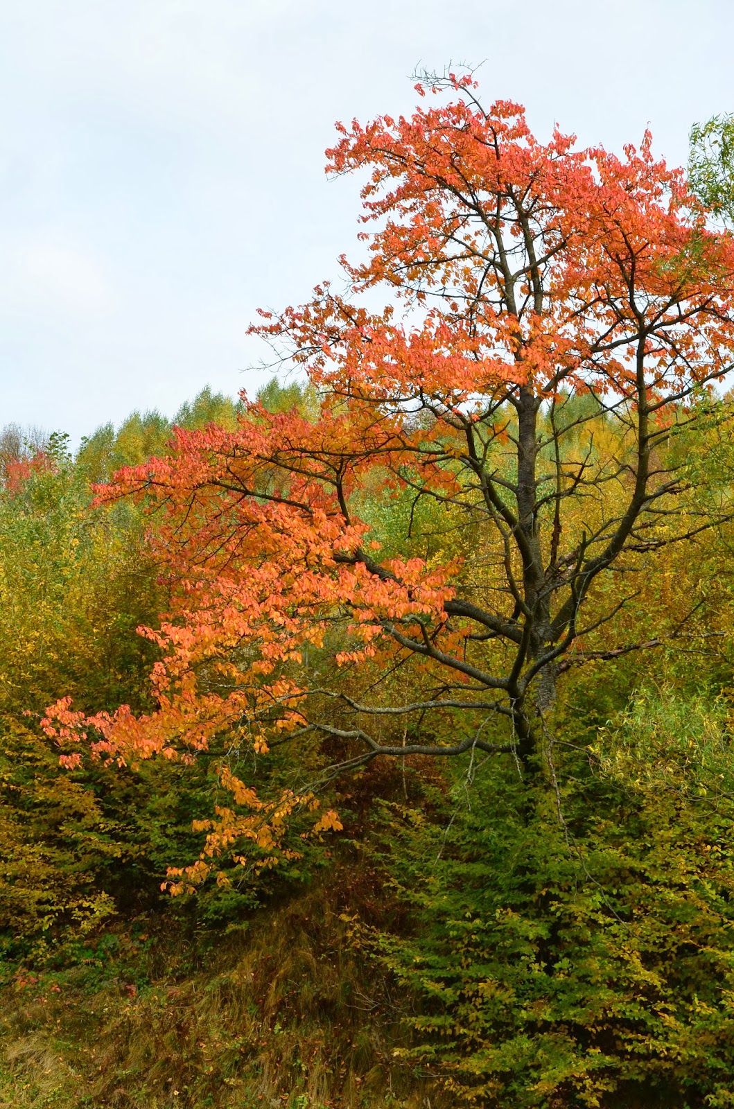 TUDOR PHOTO BLOG: Toamna in Maramures,Autumn in Maramures,Romania,Europe