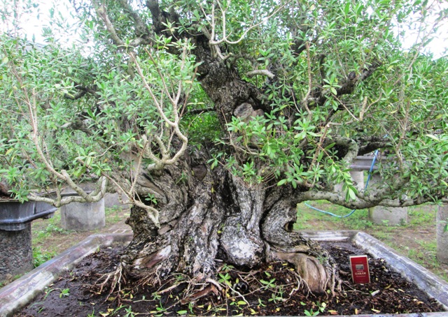Bonsai Bali Info: LELANG BONSAI SANTIGI