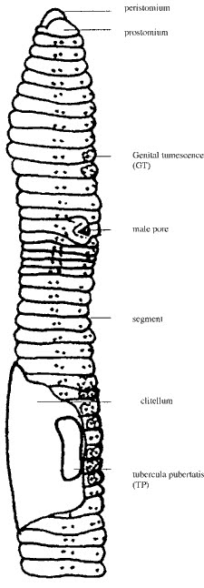 Resources For NSW Stage 2 Science How To Draw A Scientific Diagram resources-for-nsw-stage-2-science-how-to-draw-a-scientific-diagram